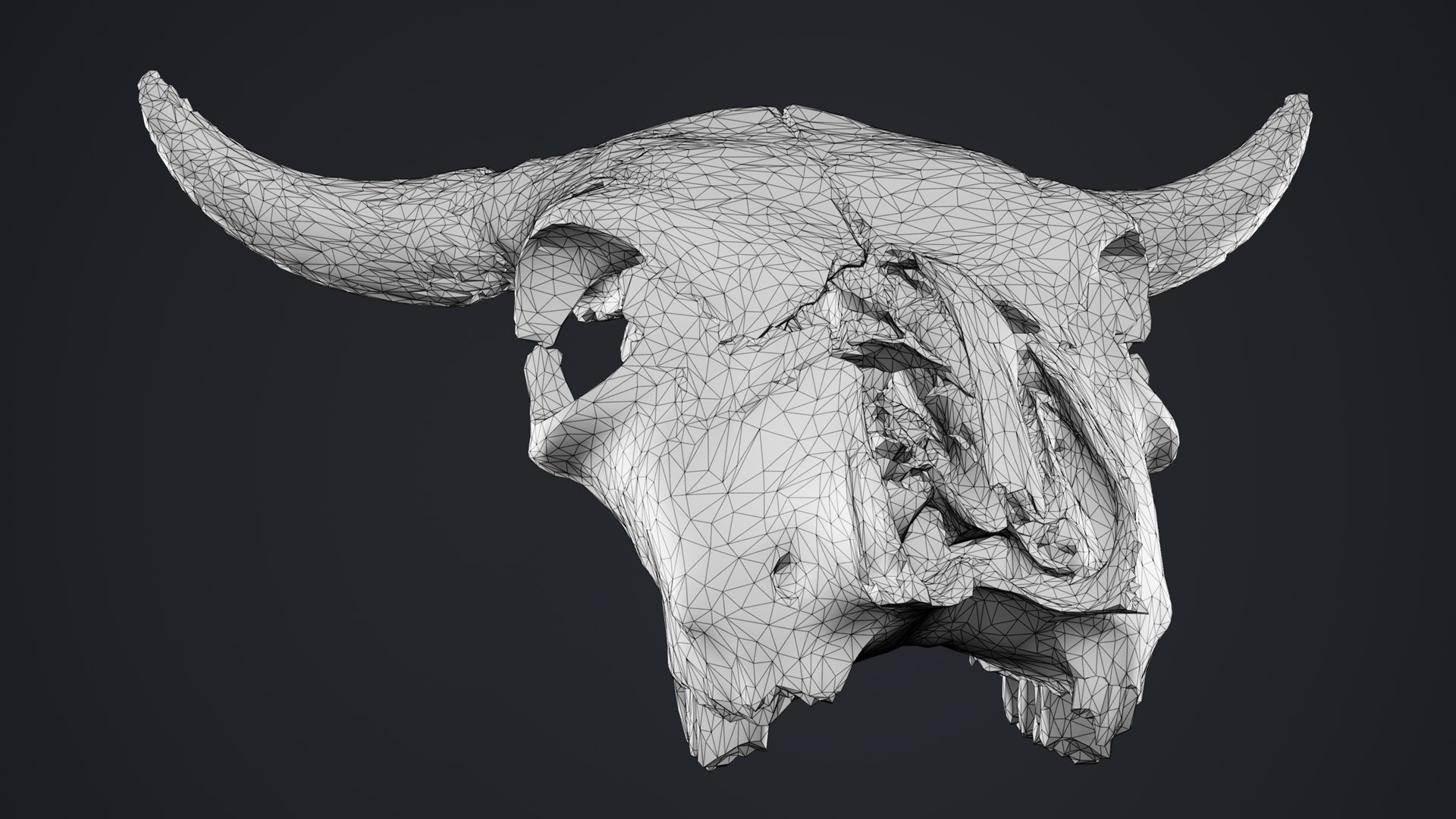 Cow Skull 3D Model - TurboSquid 1908024