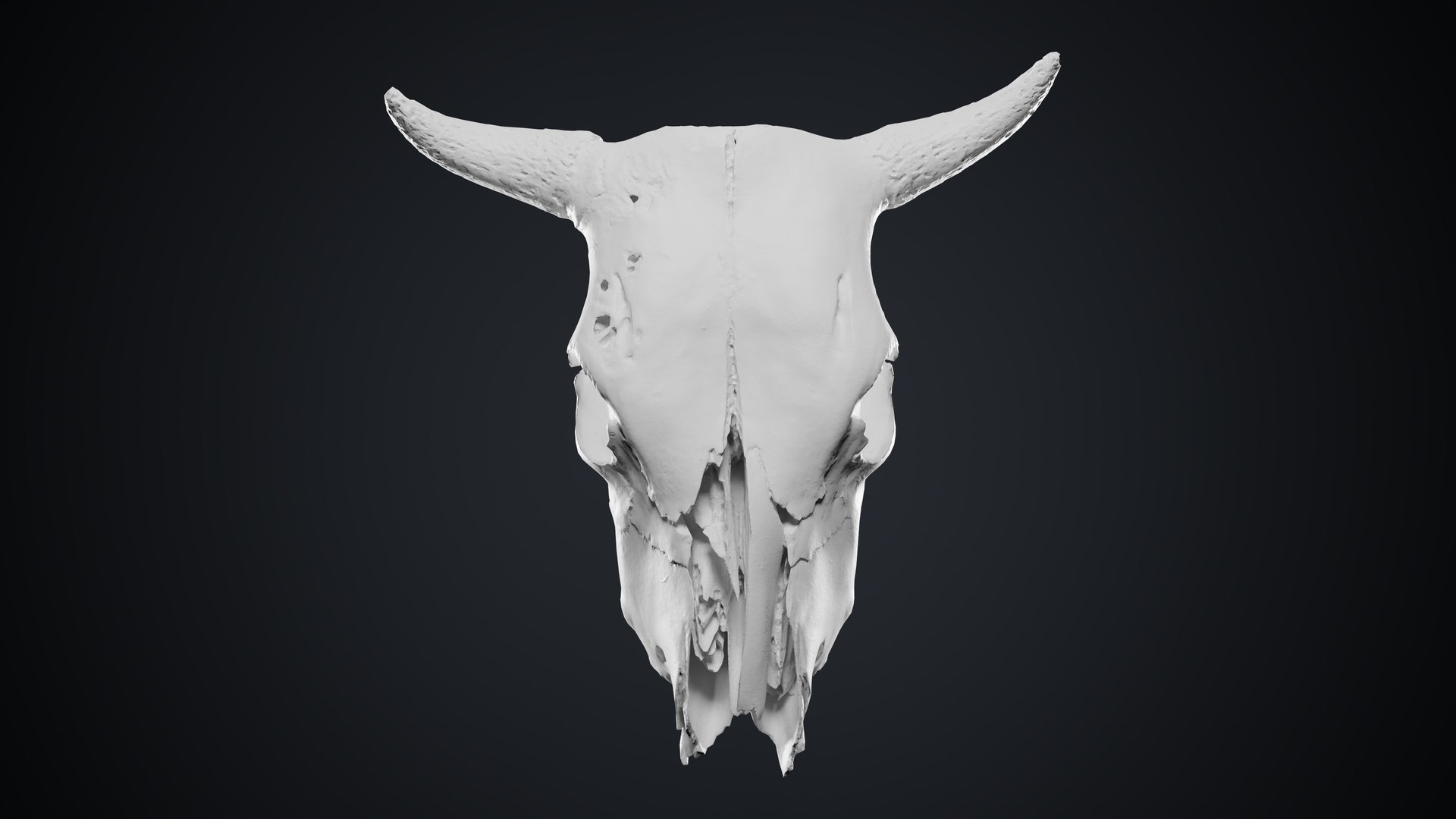 Cow Skull 3D Model - TurboSquid 1908024