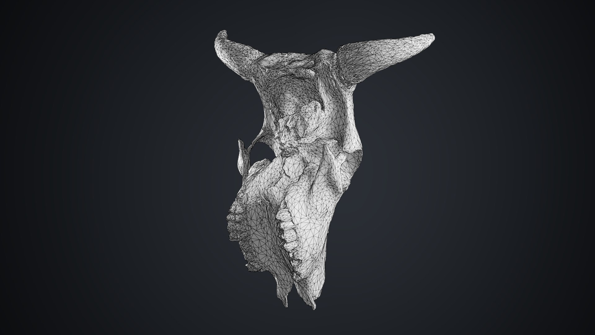 Cow Skull 3D Model - TurboSquid 1908024
