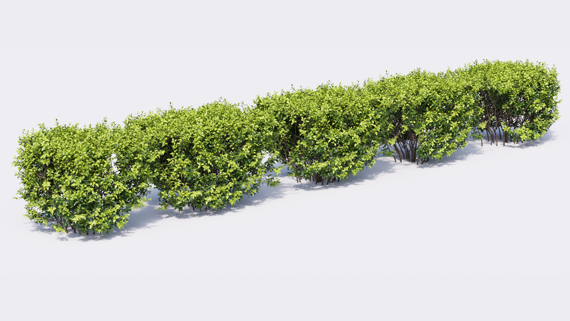 3D Duranta repens - TurboSquid 1791251