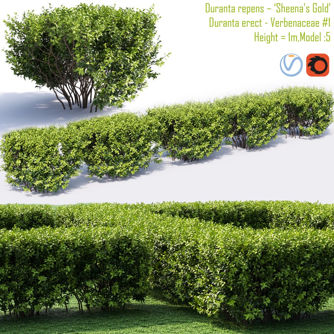 3D Duranta repens - TurboSquid 1791251