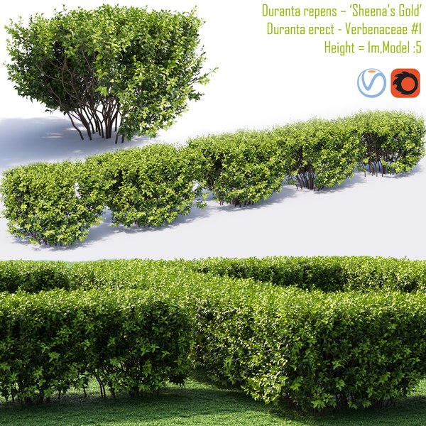 modelo 3d Duranta repens - TurboSquid 1791251