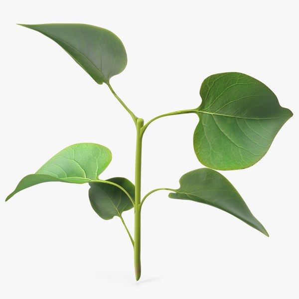 Free Blender Leaf Models | TurboSquid