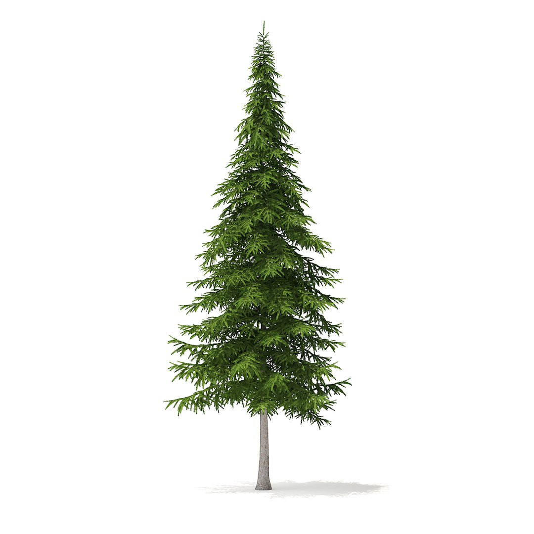 3D Fir Tree 10m - TurboSquid 1273701