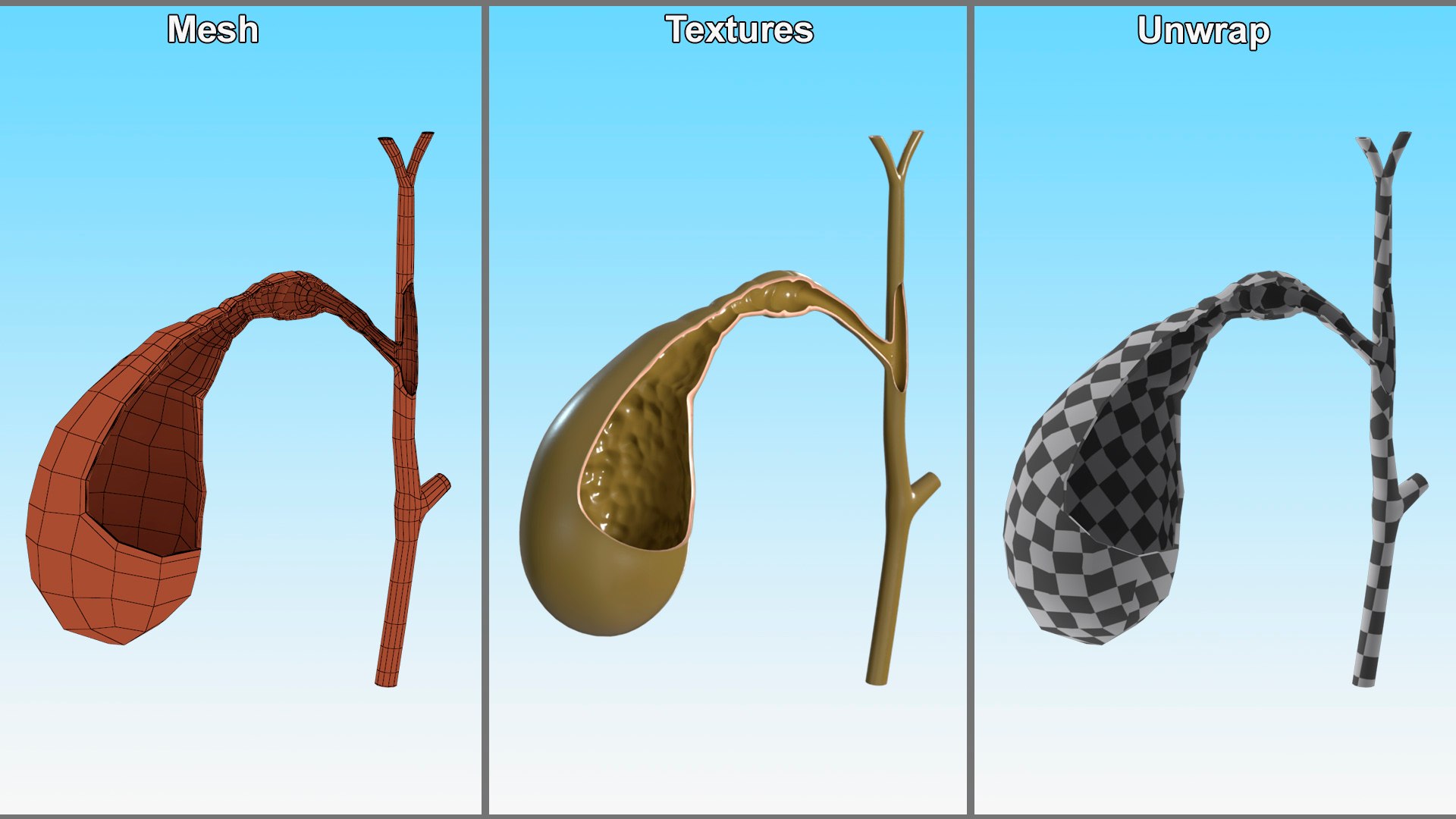 Gall Bladder Cut Plastic 3D Model - TurboSquid 2269826