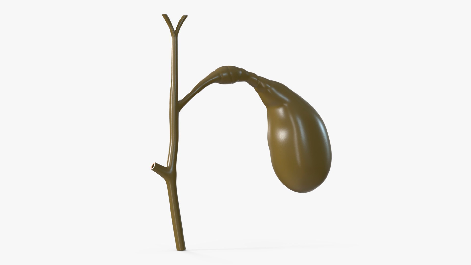 Gall Bladder Cut Plastic 3D Model - TurboSquid 2269826