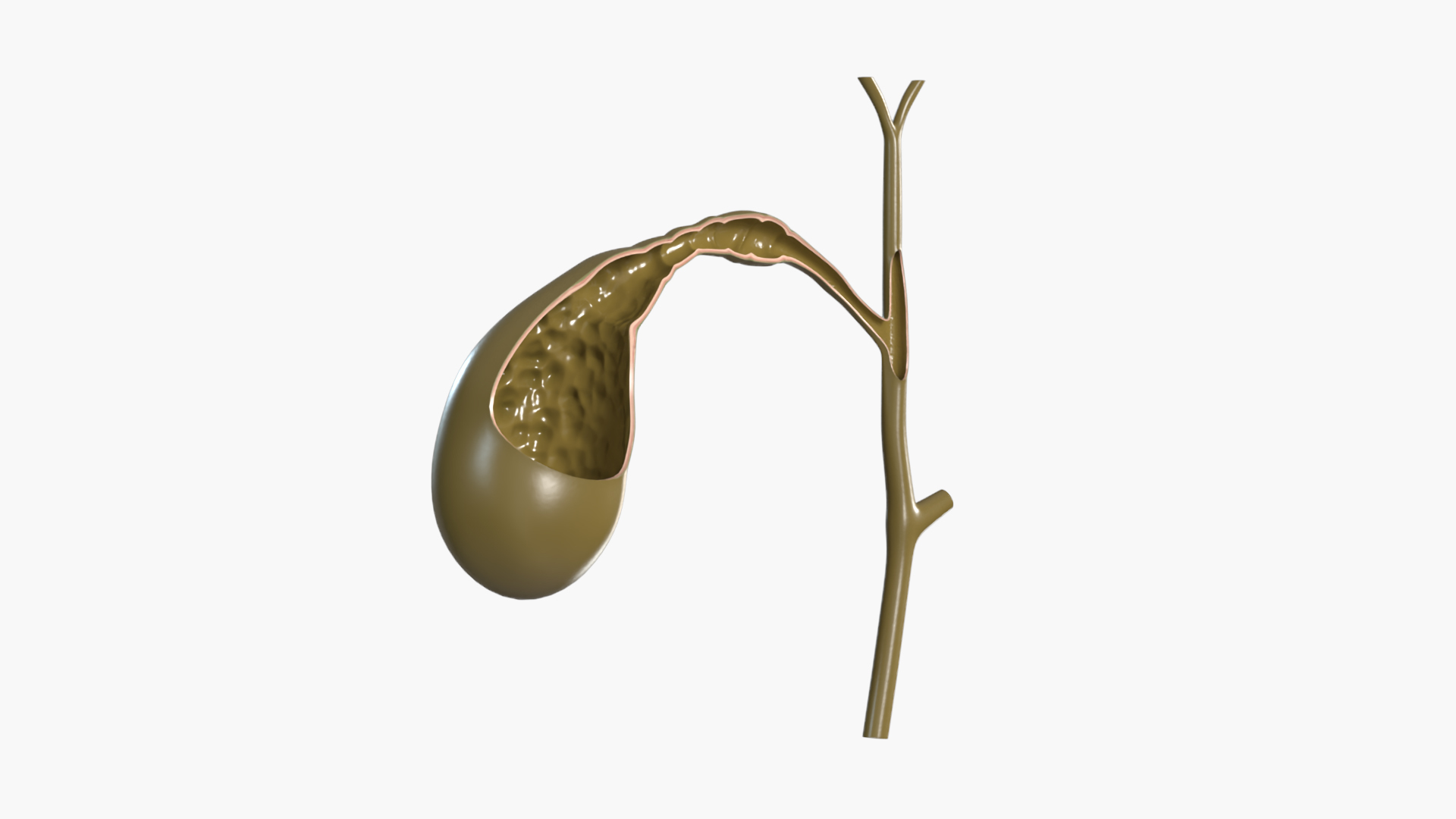 Gall Bladder Cut Plastic 3D Model - TurboSquid 2269826