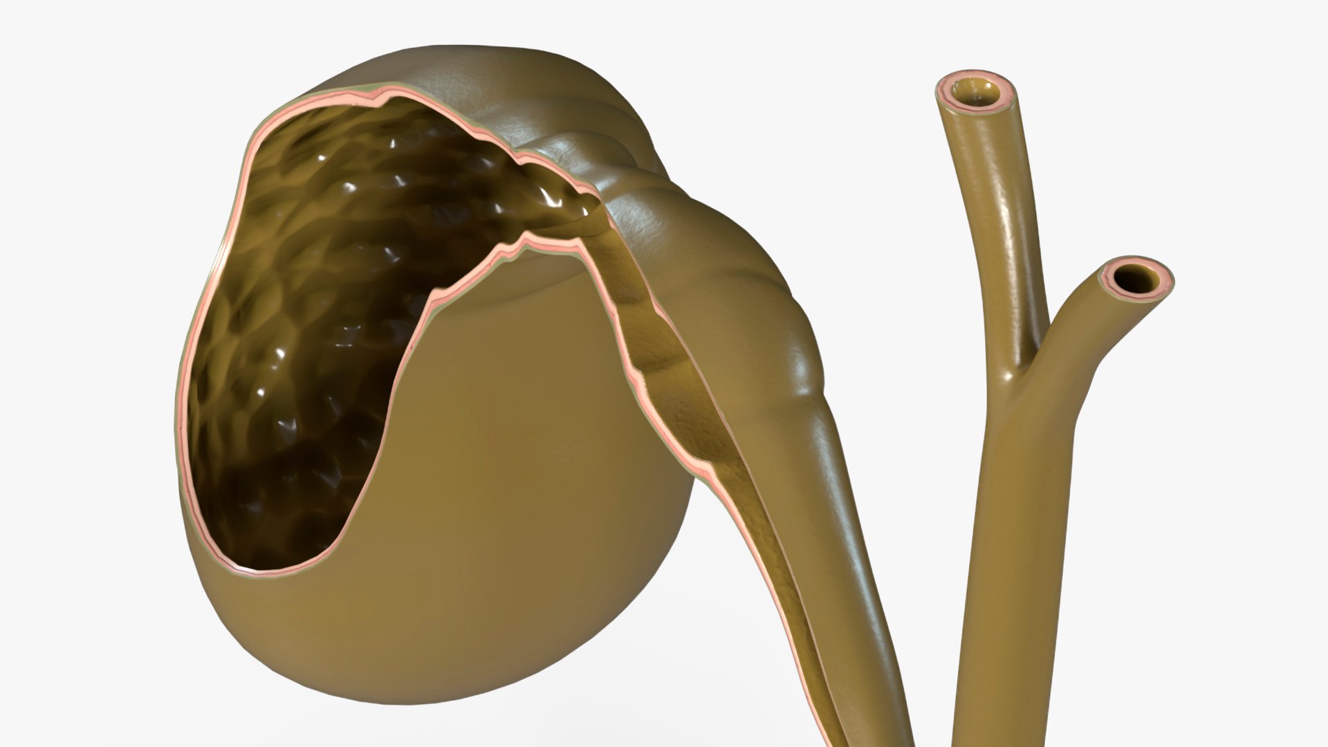 Gall Bladder Cut Plastic 3D Model - TurboSquid 2269826