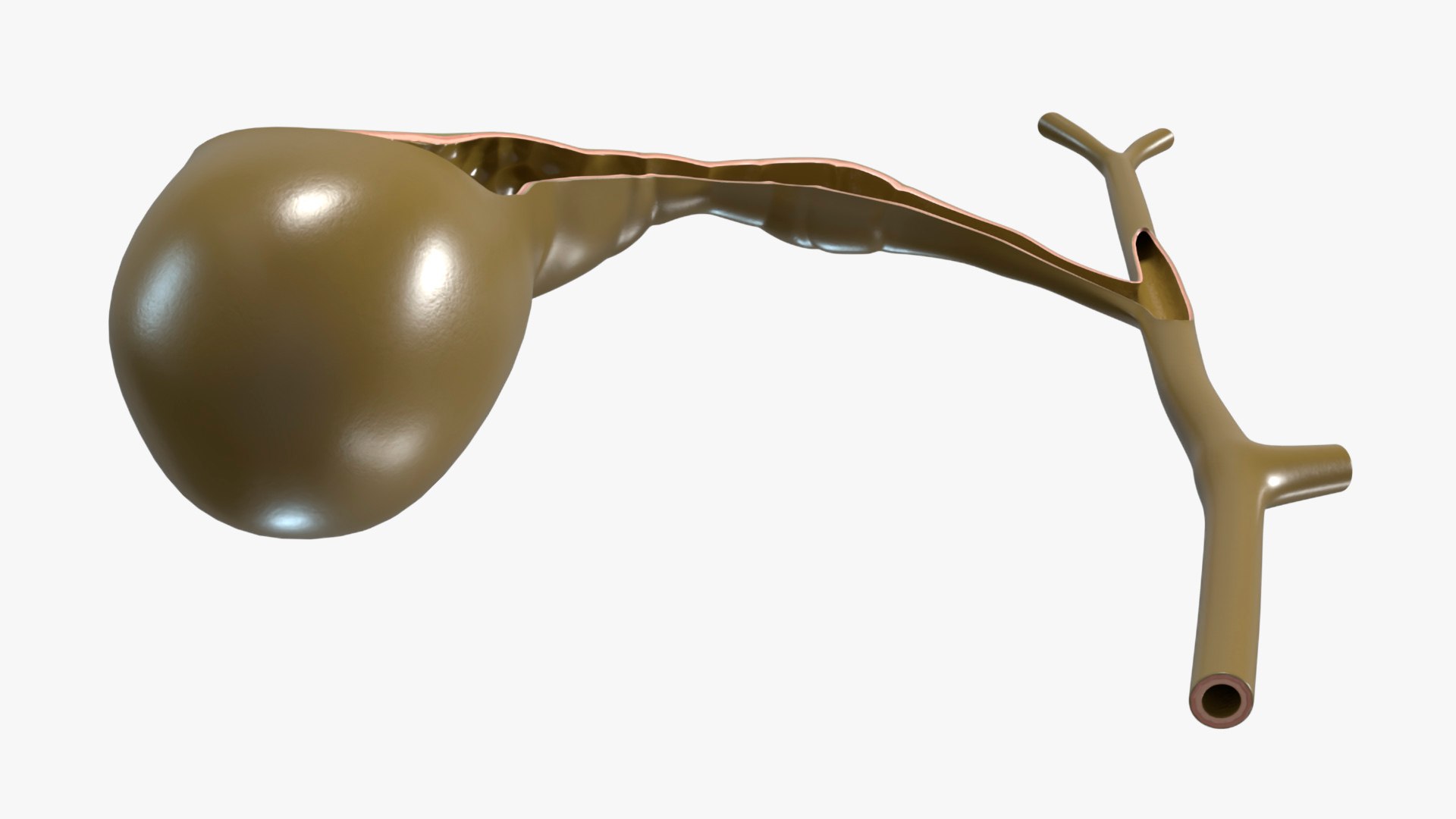 Gall Bladder Cut Plastic 3D Model - TurboSquid 2269826