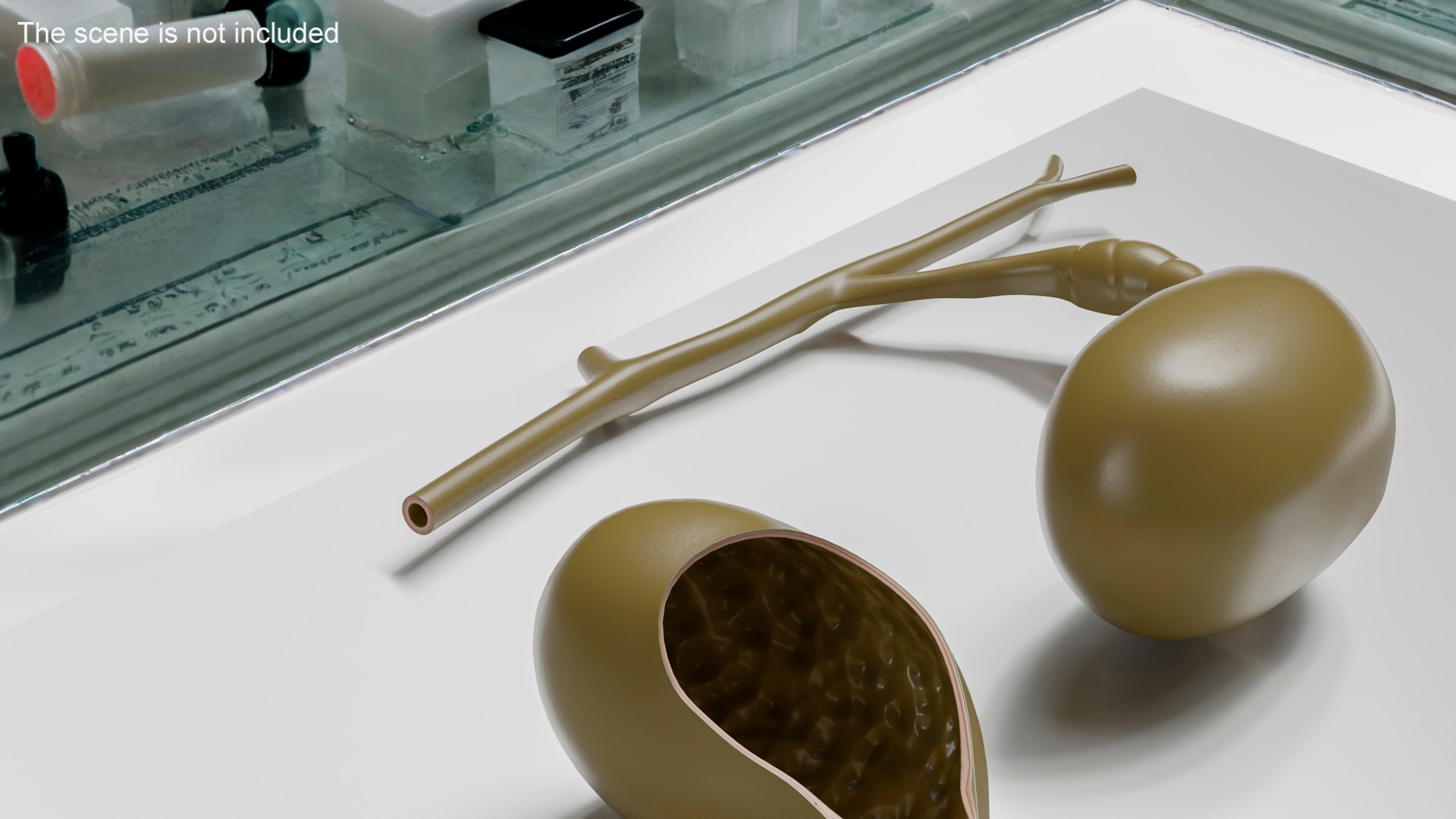 Gall Bladder Cut Plastic 3D Model - TurboSquid 2269826