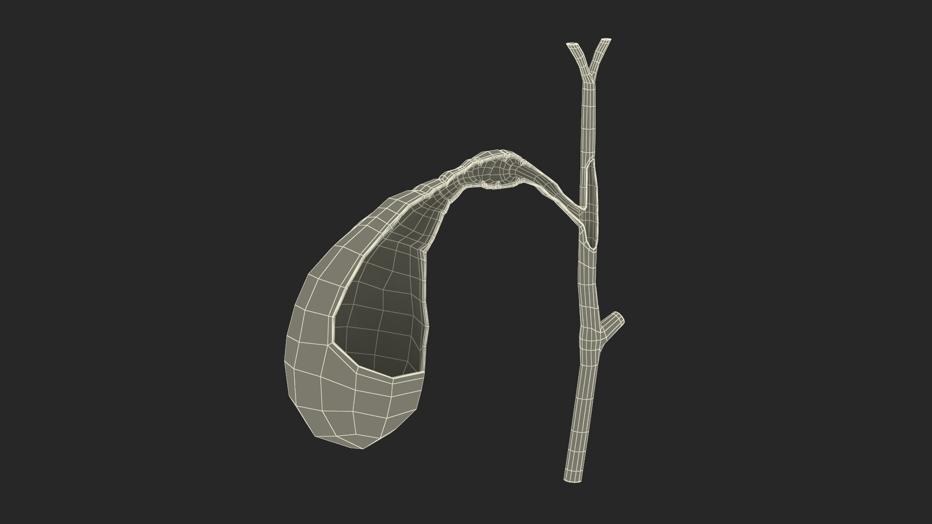 Gall Bladder Cut Plastic 3D Model - TurboSquid 2269826