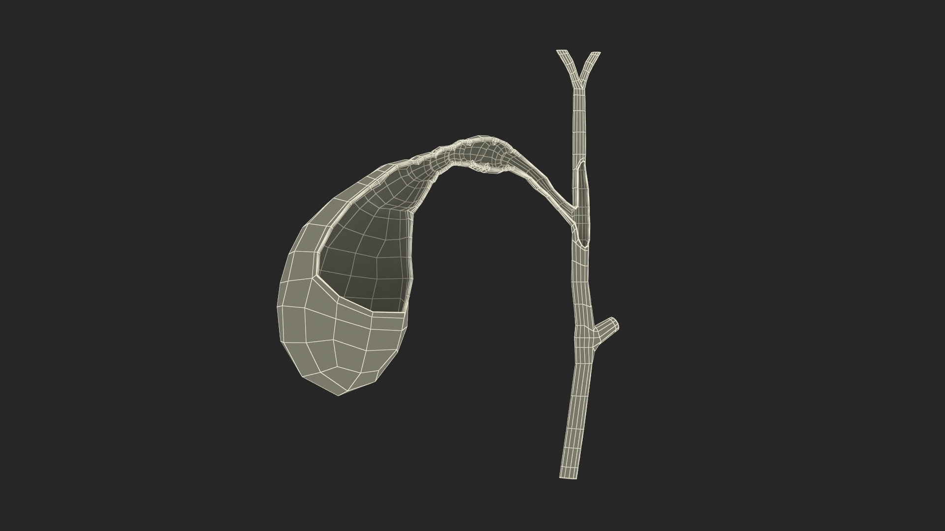 Gall Bladder Cut Plastic 3D Model - TurboSquid 2269826