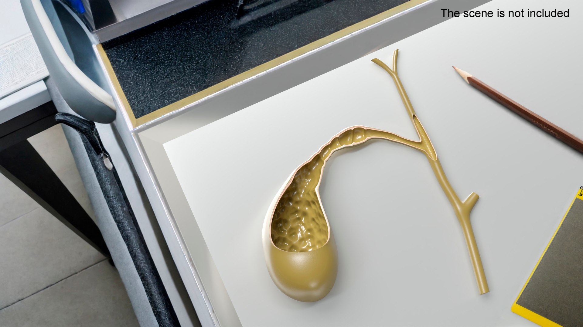 Gall Bladder Cut Plastic 3D Model - TurboSquid 2269826