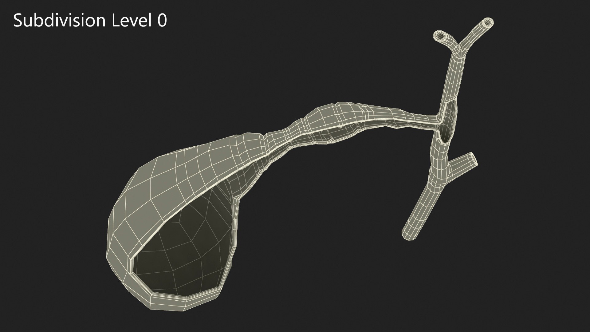 Gall Bladder Cut Plastic 3D Model - TurboSquid 2269826