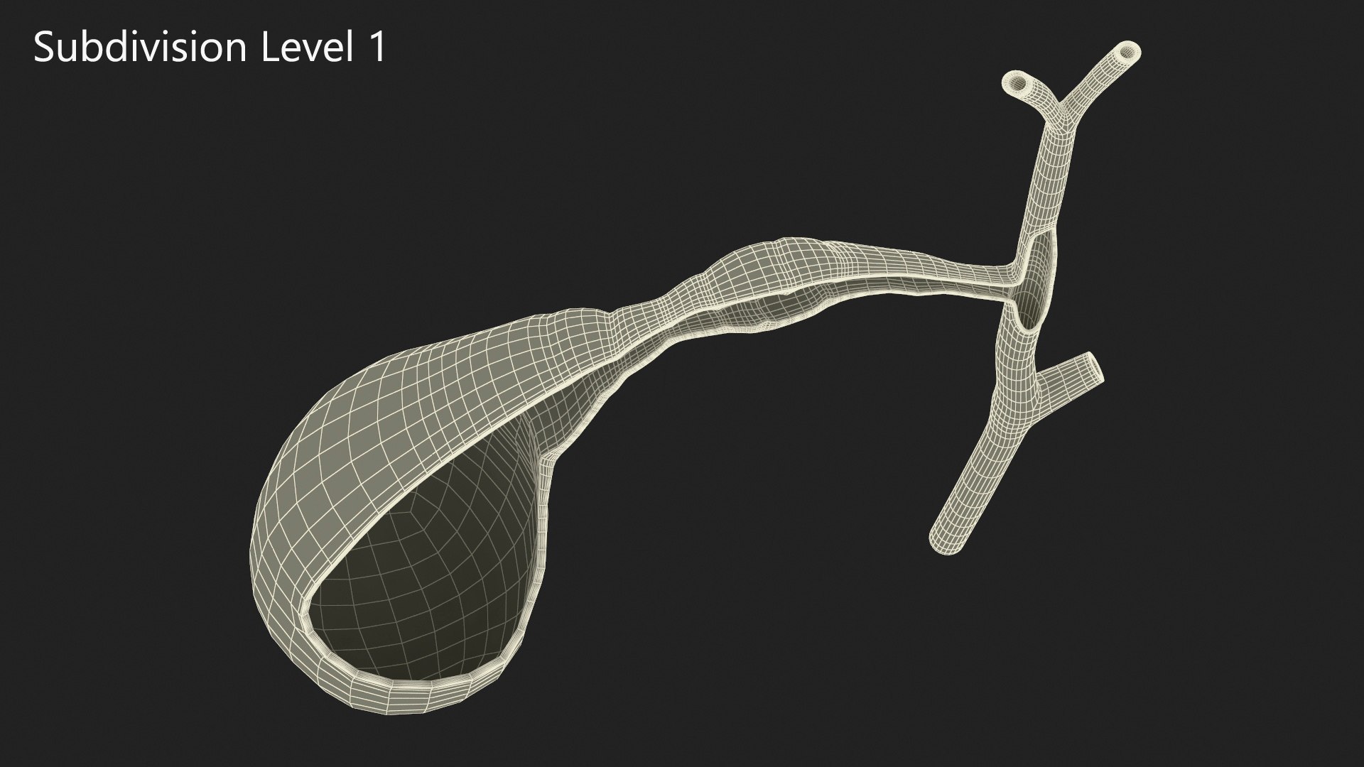 Gall Bladder Cut Plastic 3D Model - TurboSquid 2269826