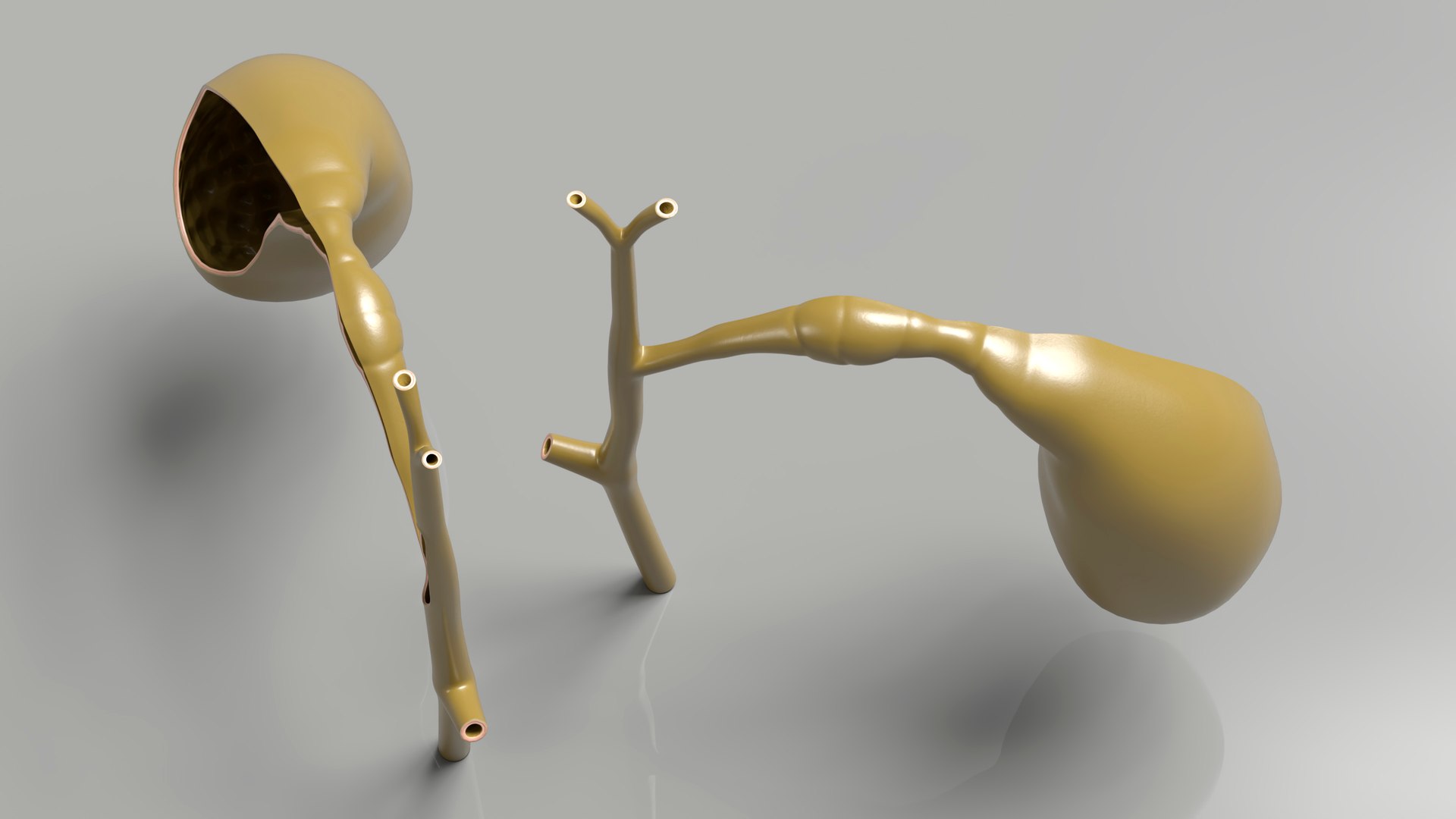 Gall Bladder Cut Plastic 3D Model - TurboSquid 2269826