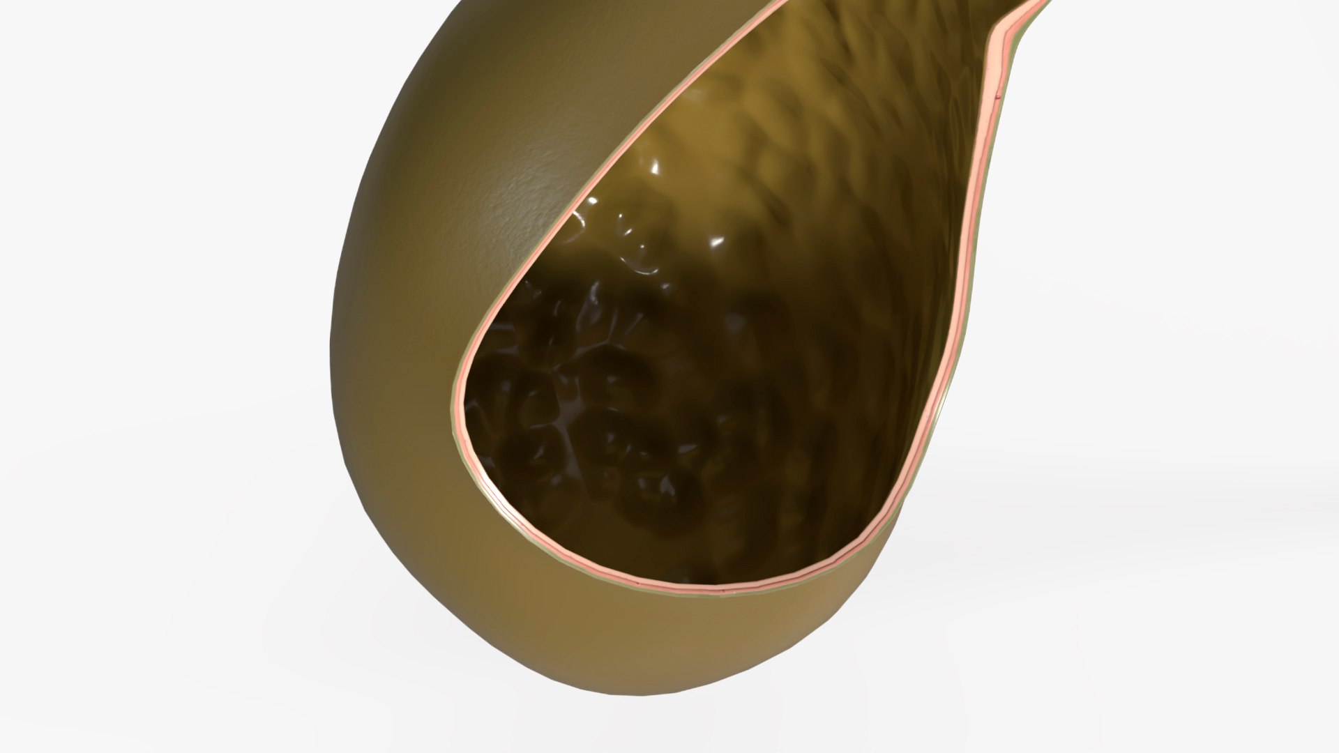 Gall Bladder Cut Plastic 3D Model - TurboSquid 2269826