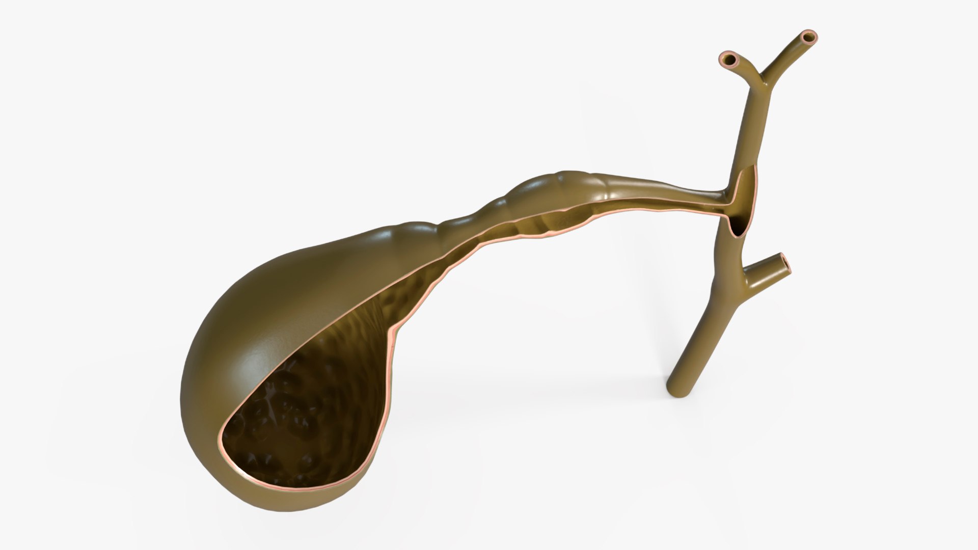 Gall Bladder Cut Plastic 3D Model - TurboSquid 2269826