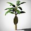 Max Banana Tree