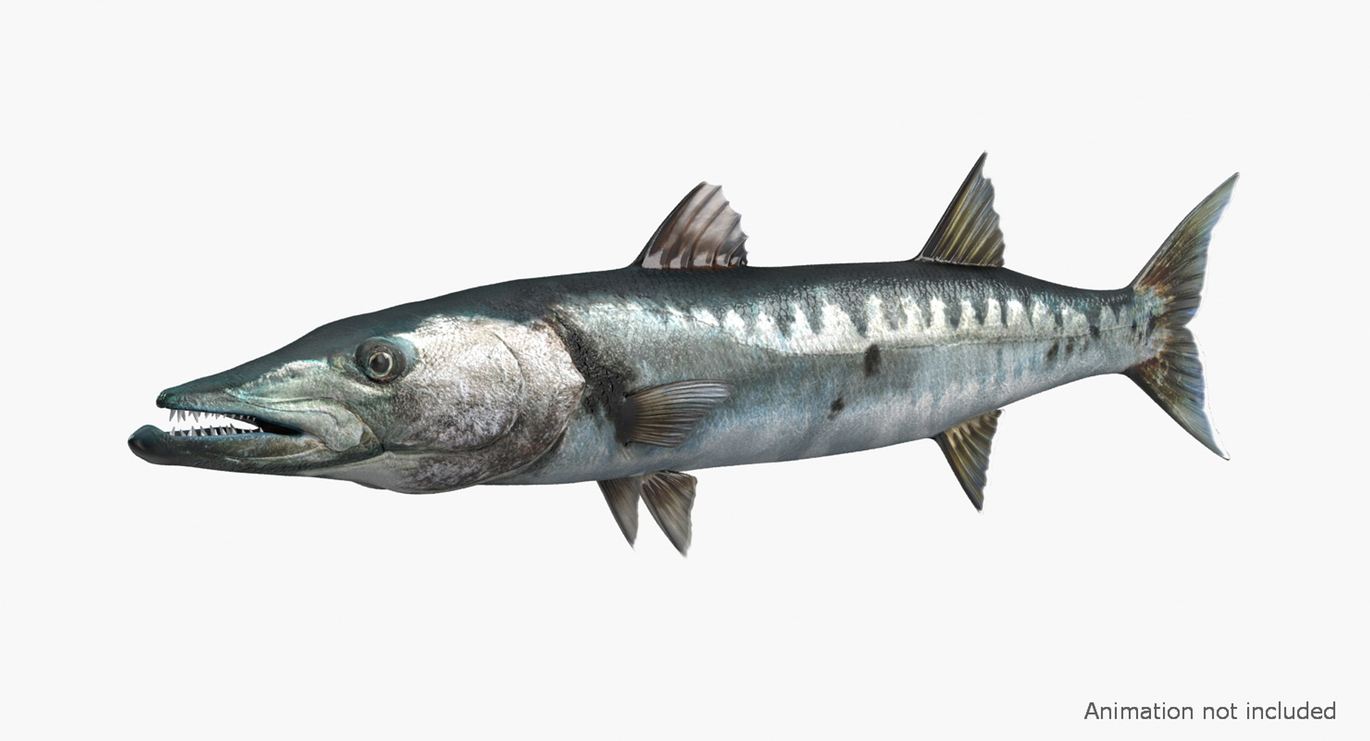 3d Model Barracuda Fish Rigged