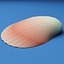 3d Seashells Sea Shell Model