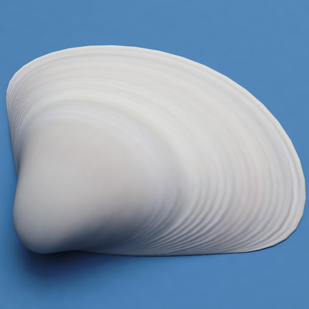 3d seashells sea shell model