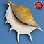 3d Seashells Sea Shell Model
