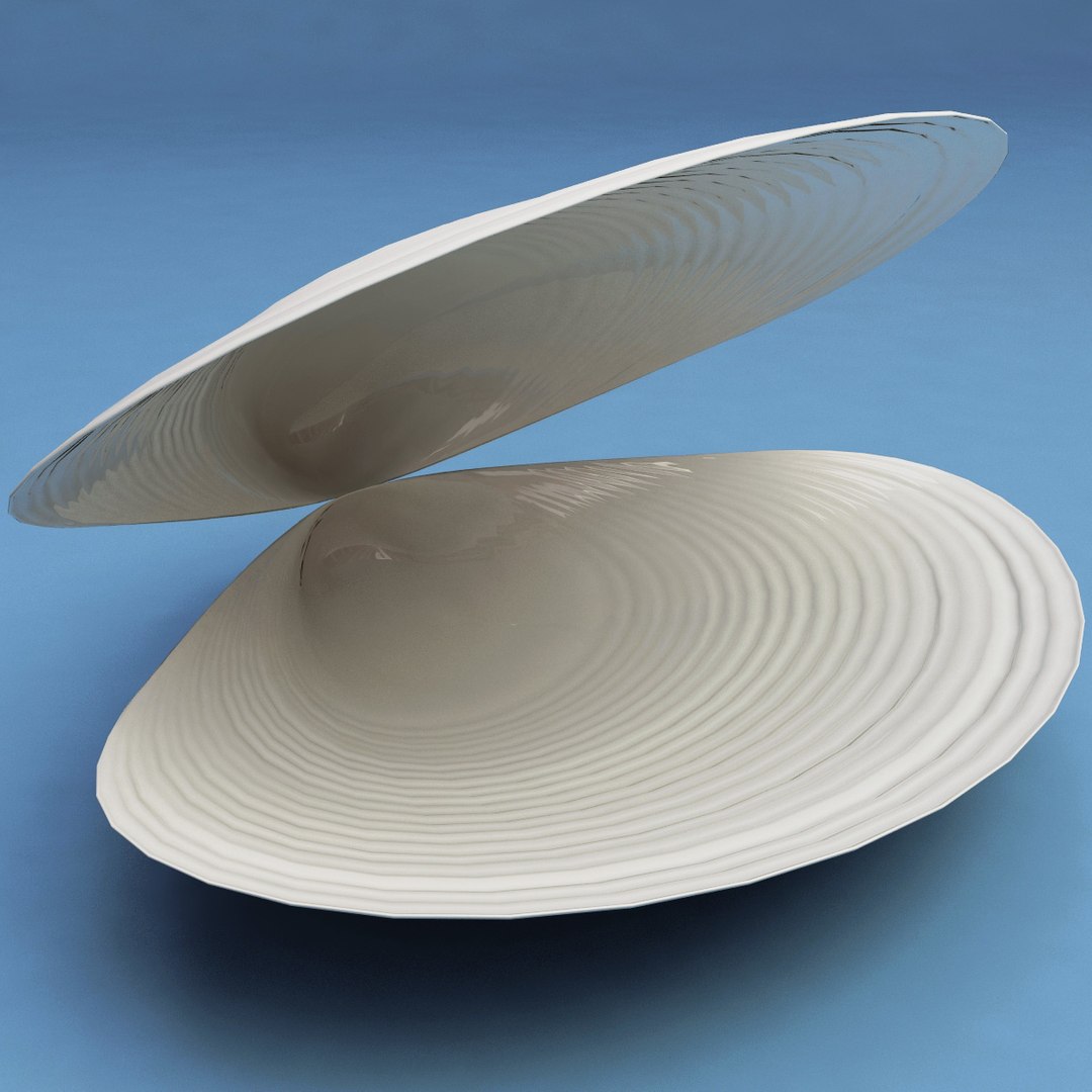 3d seashells sea shell model