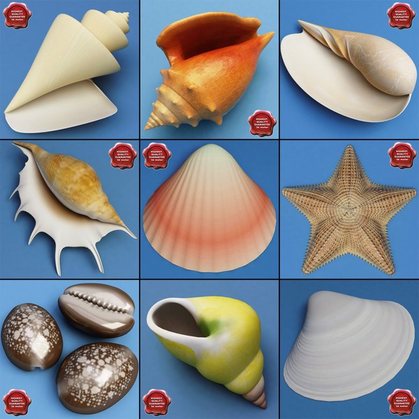 3d seashell sea model