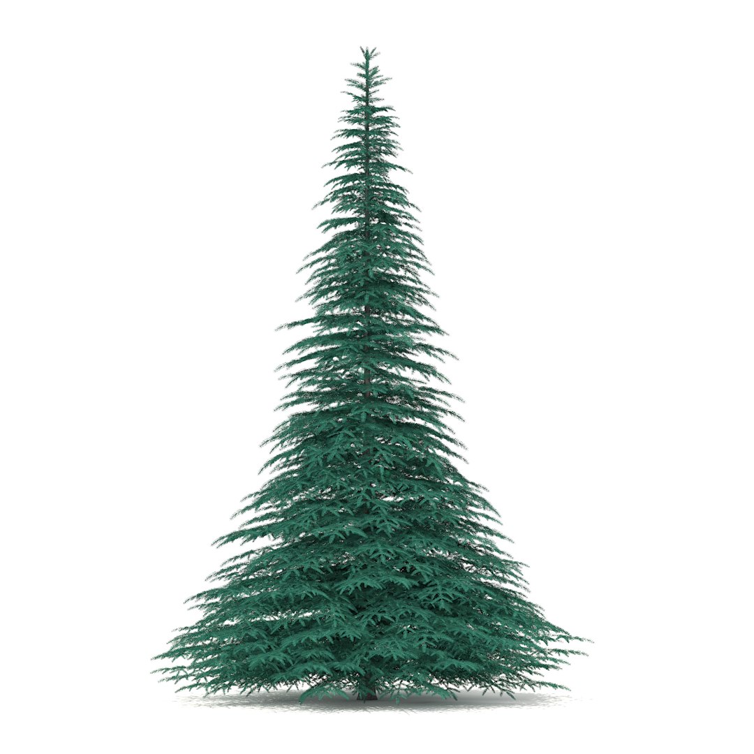 3d spruce picea pungens 7 model