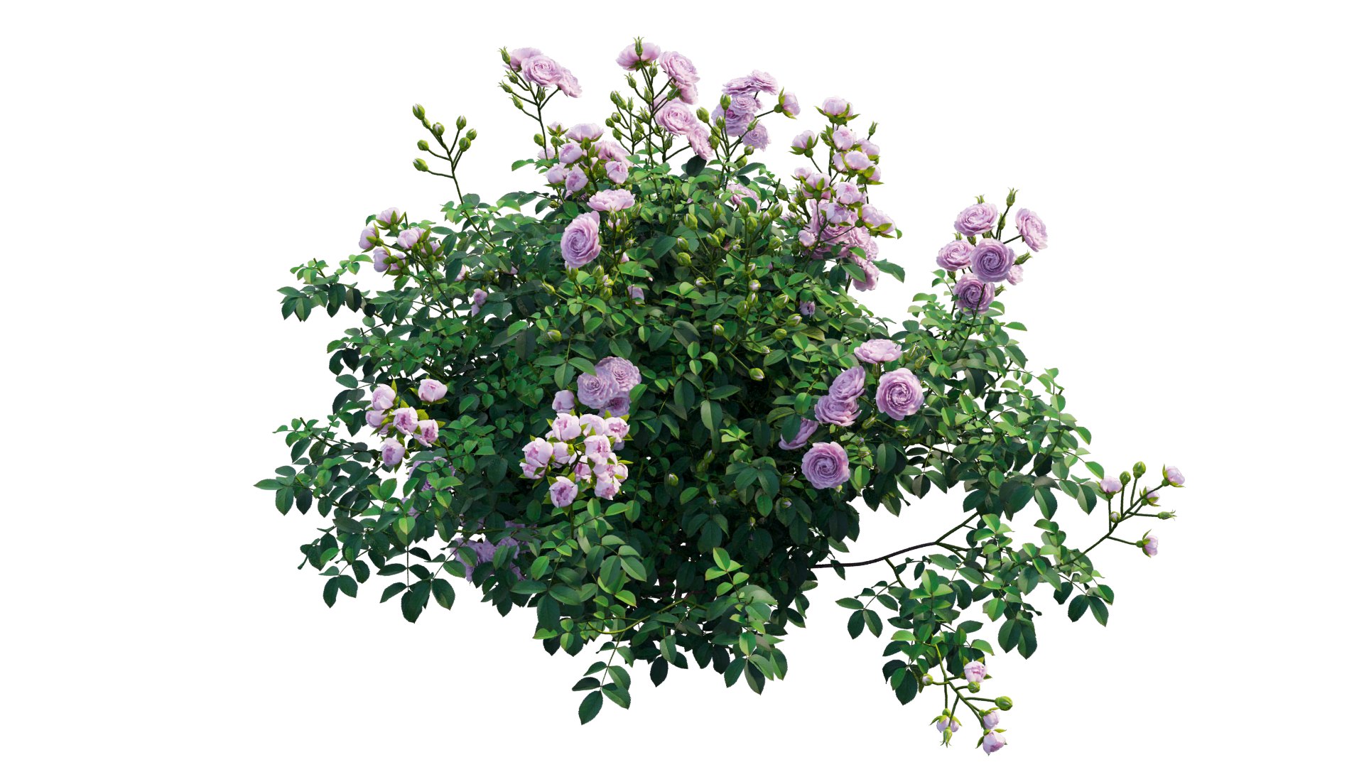 3D Rose Plant Set 65 Model - TurboSquid 1733046