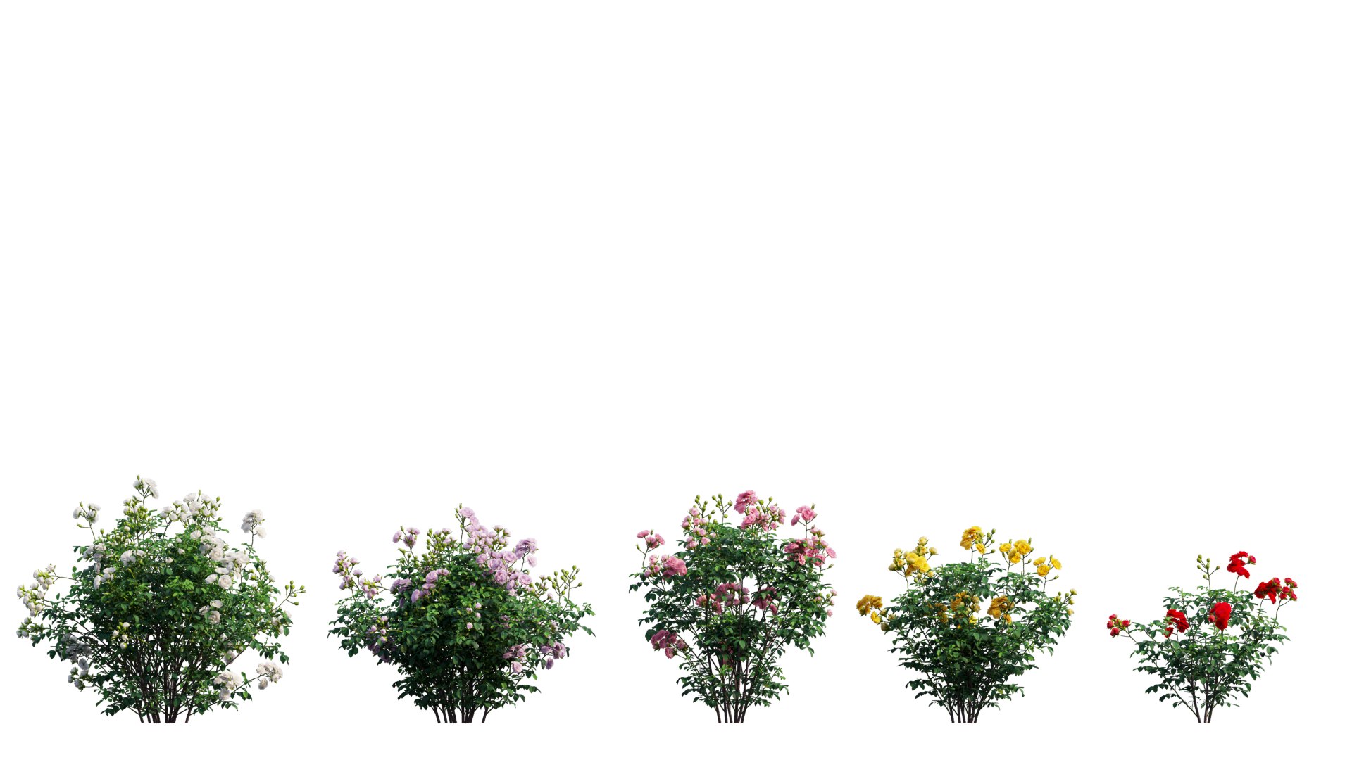 3D Rose Plant Set 65 Model - TurboSquid 1733046