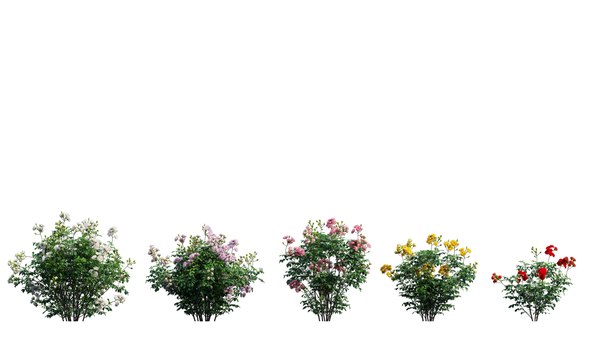 3D Rose plant set 65 model - TurboSquid 1733046