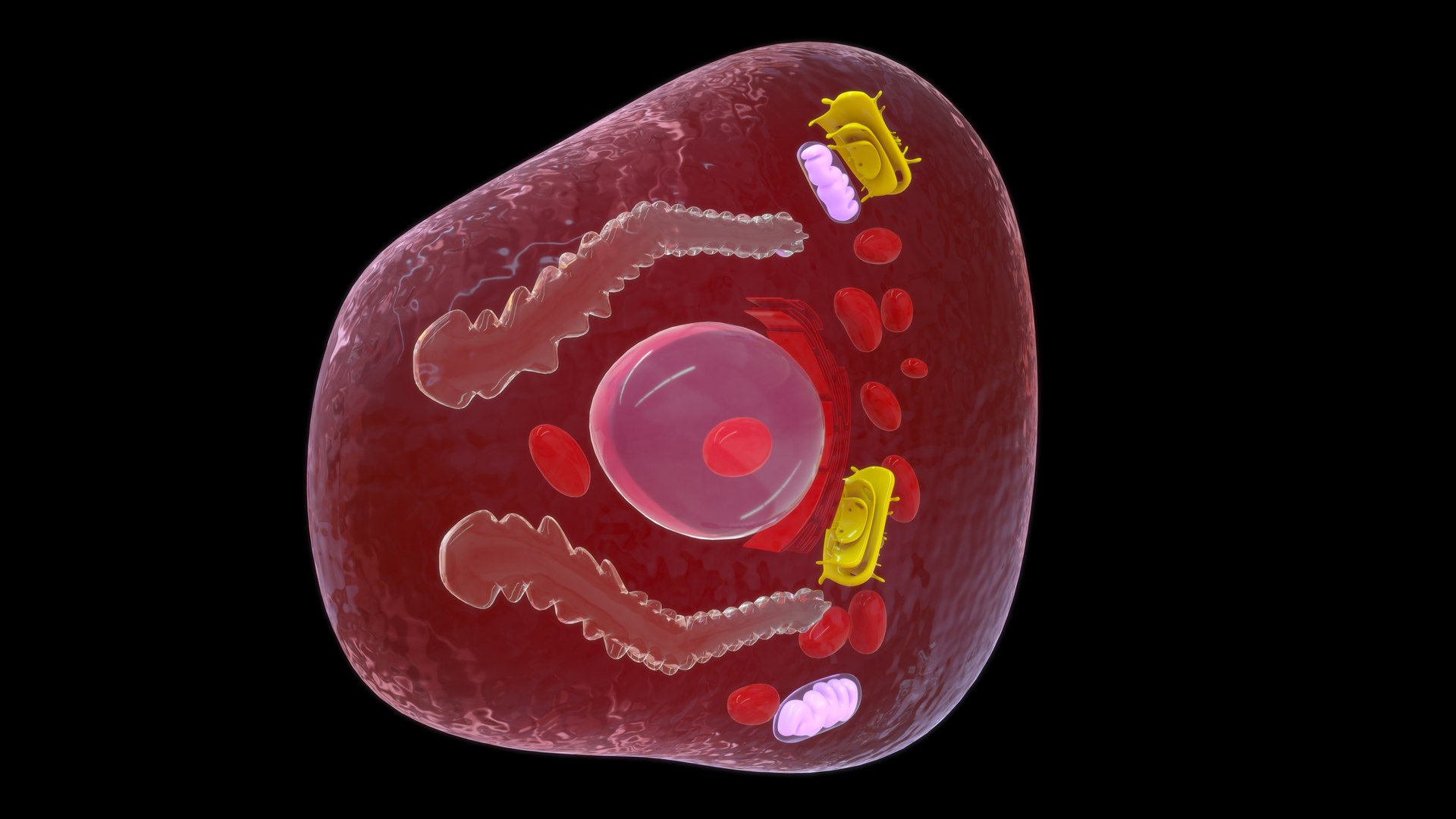 Oxyntic Cells Parietal Cell 3D Model - TurboSquid 2190089