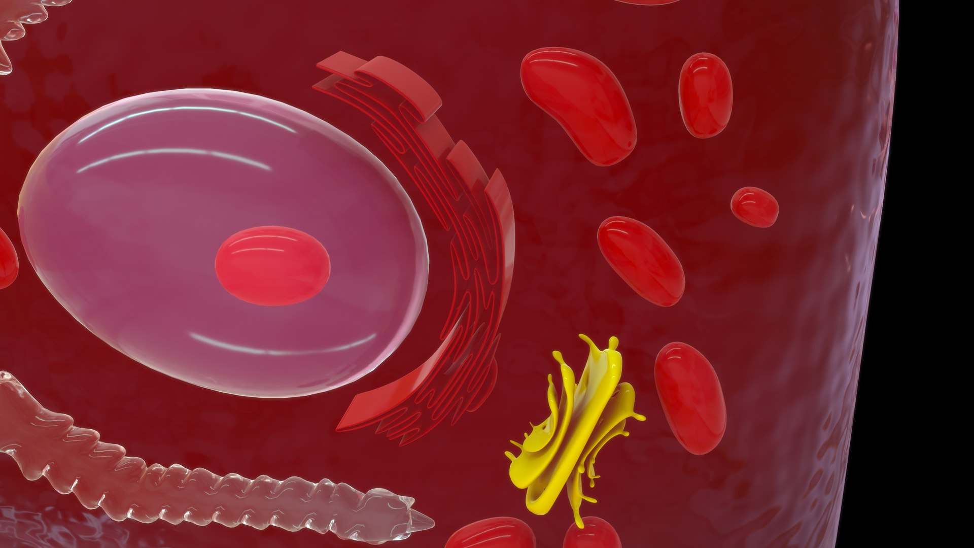 Oxyntic Cells Parietal Cell 3D Model - TurboSquid 2190089