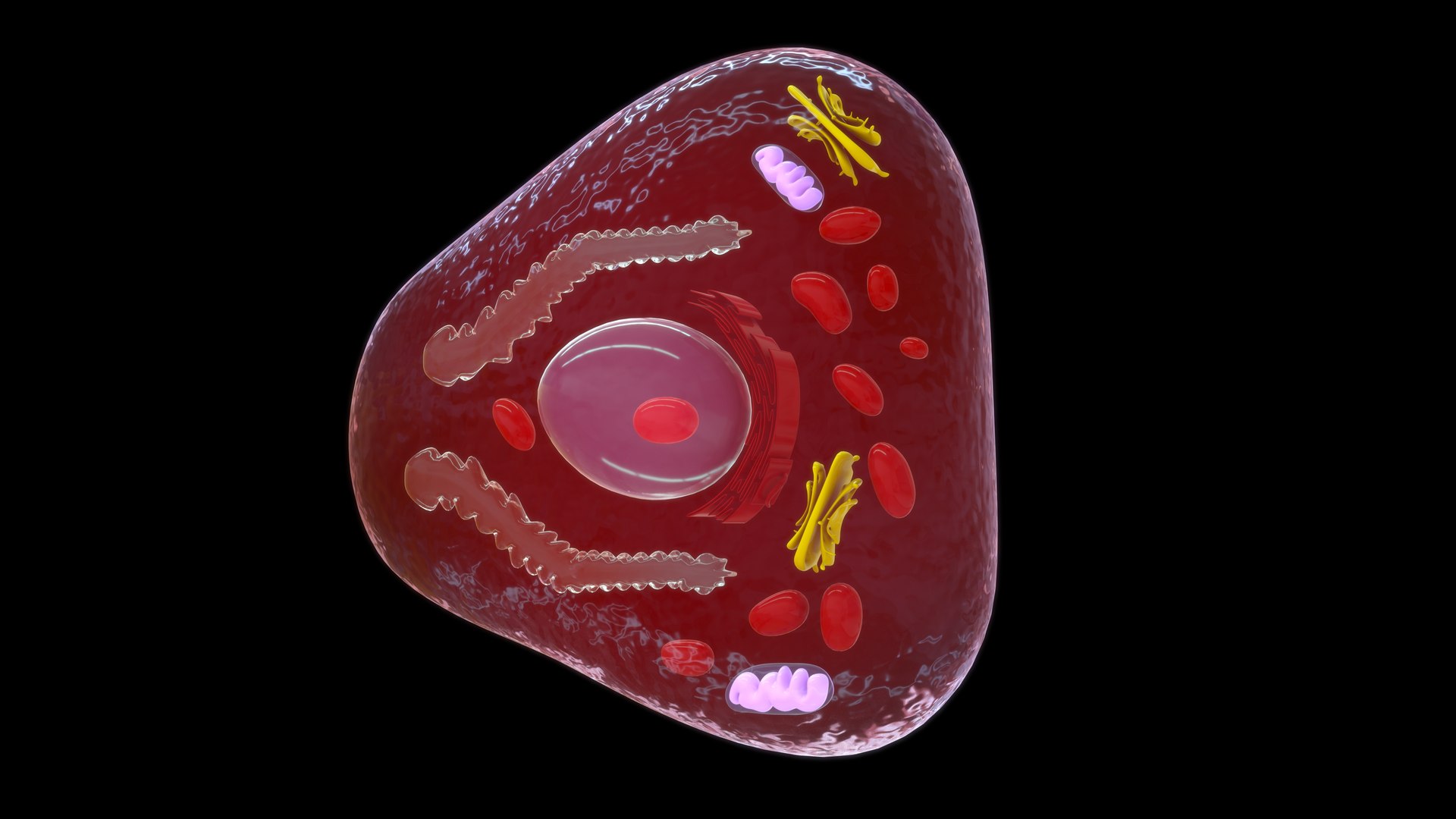 Oxyntic Cells Parietal Cell 3D Model - TurboSquid 2190089