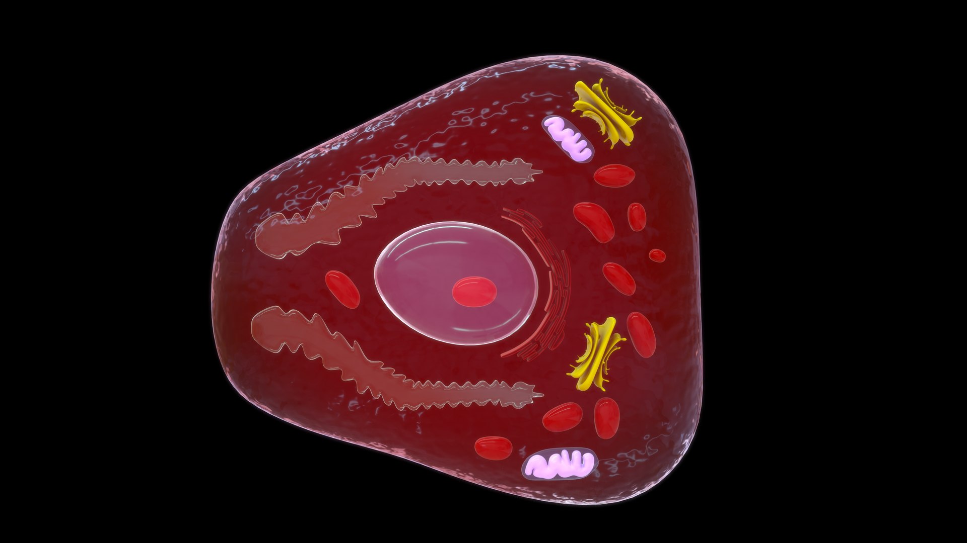 Oxyntic Cells Parietal Cell 3D Model - TurboSquid 2190089