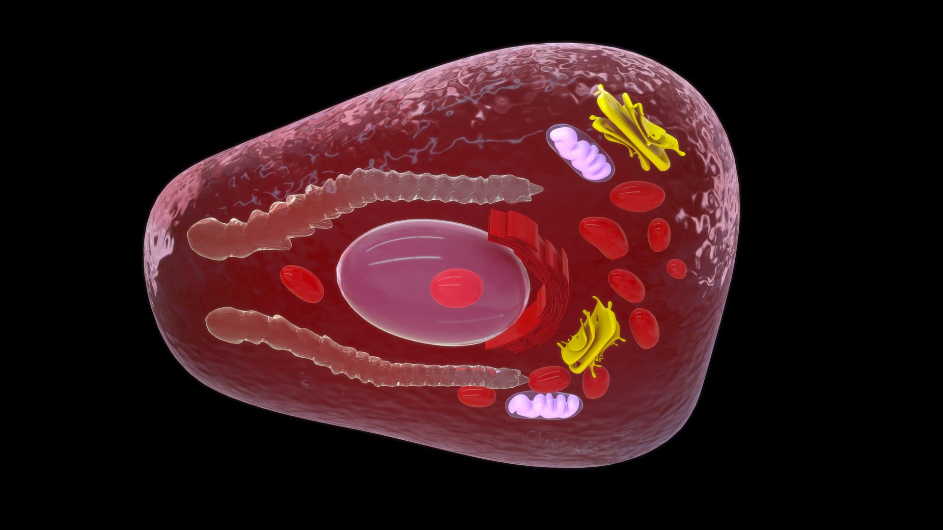 Oxyntic Cells Parietal Cell 3D Model - TurboSquid 2190089