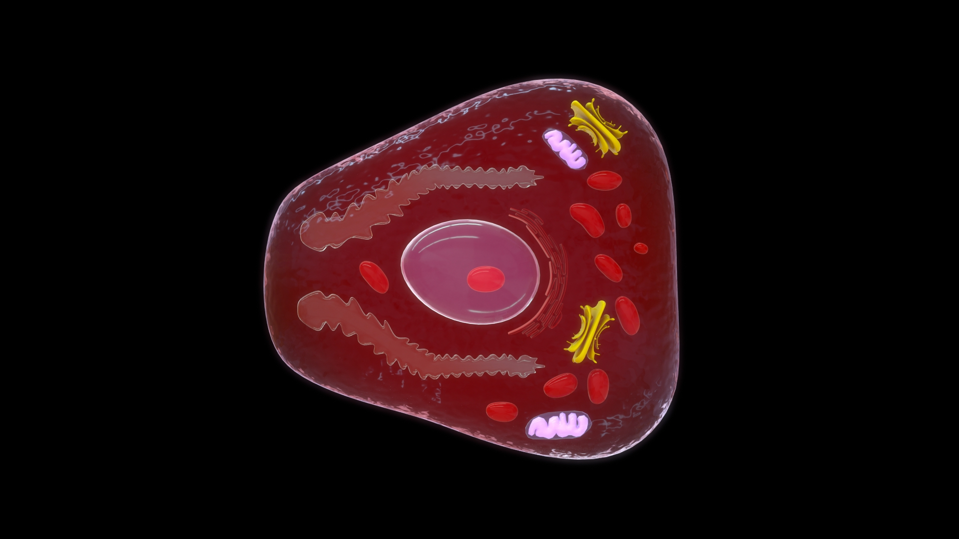 Oxyntic Cells Parietal Cell 3D Model - TurboSquid 2190089