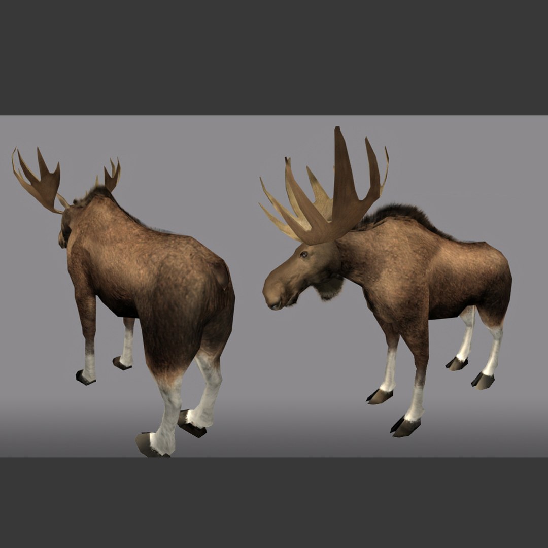 3d Model Of Moose
