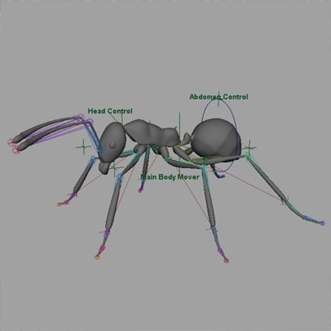 Worker Ant Ma