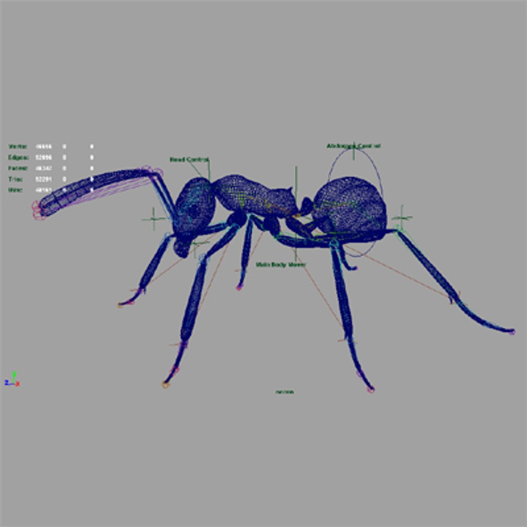 Worker Ant Ma