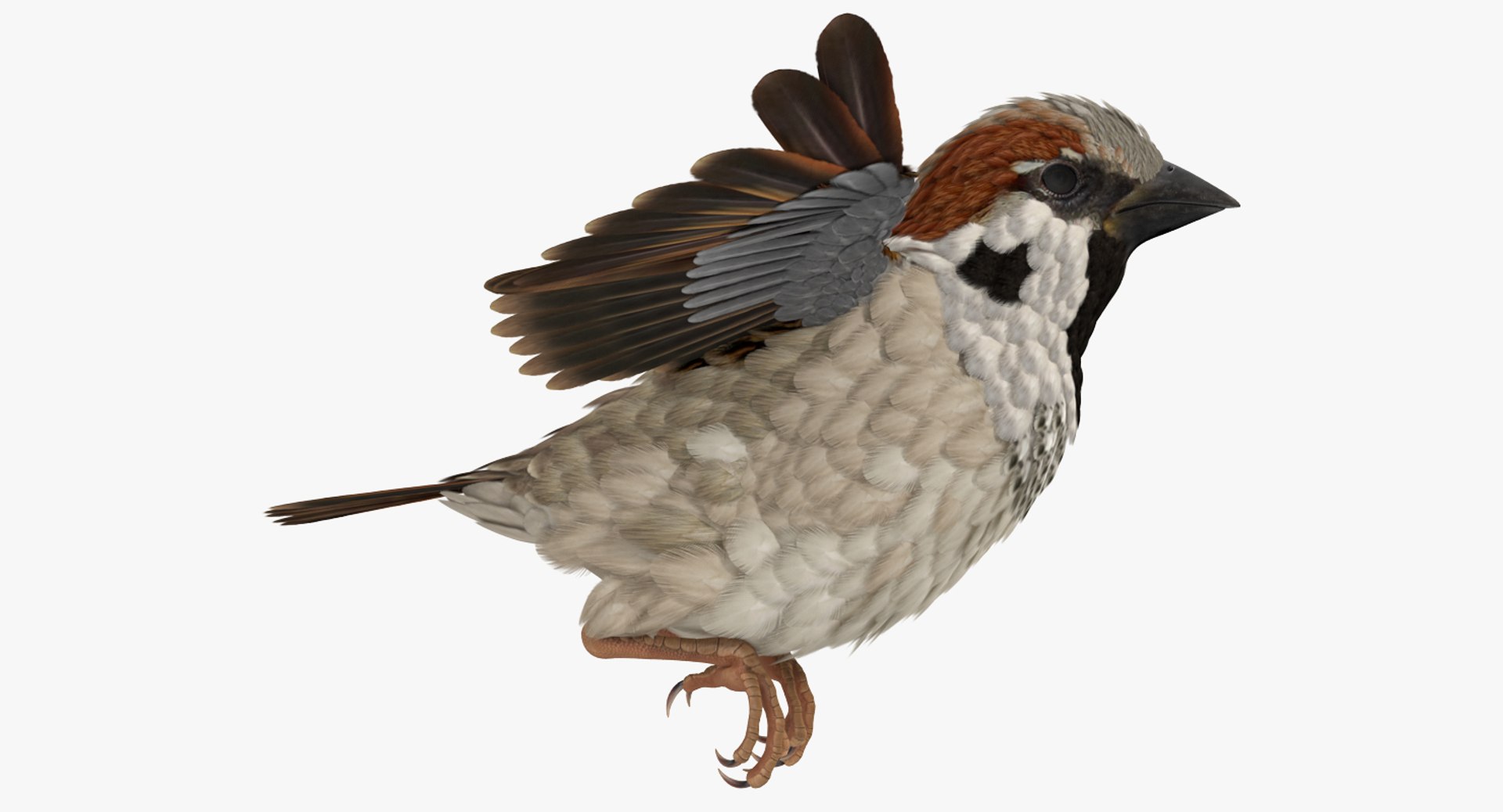 3D House Sparrow Rigged - TurboSquid 1383785