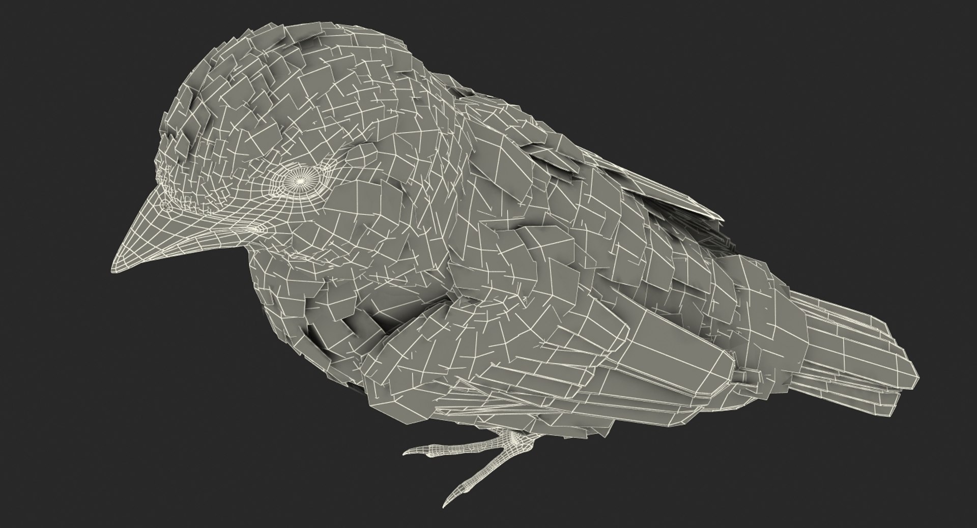 3D House Sparrow Rigged - TurboSquid 1383785