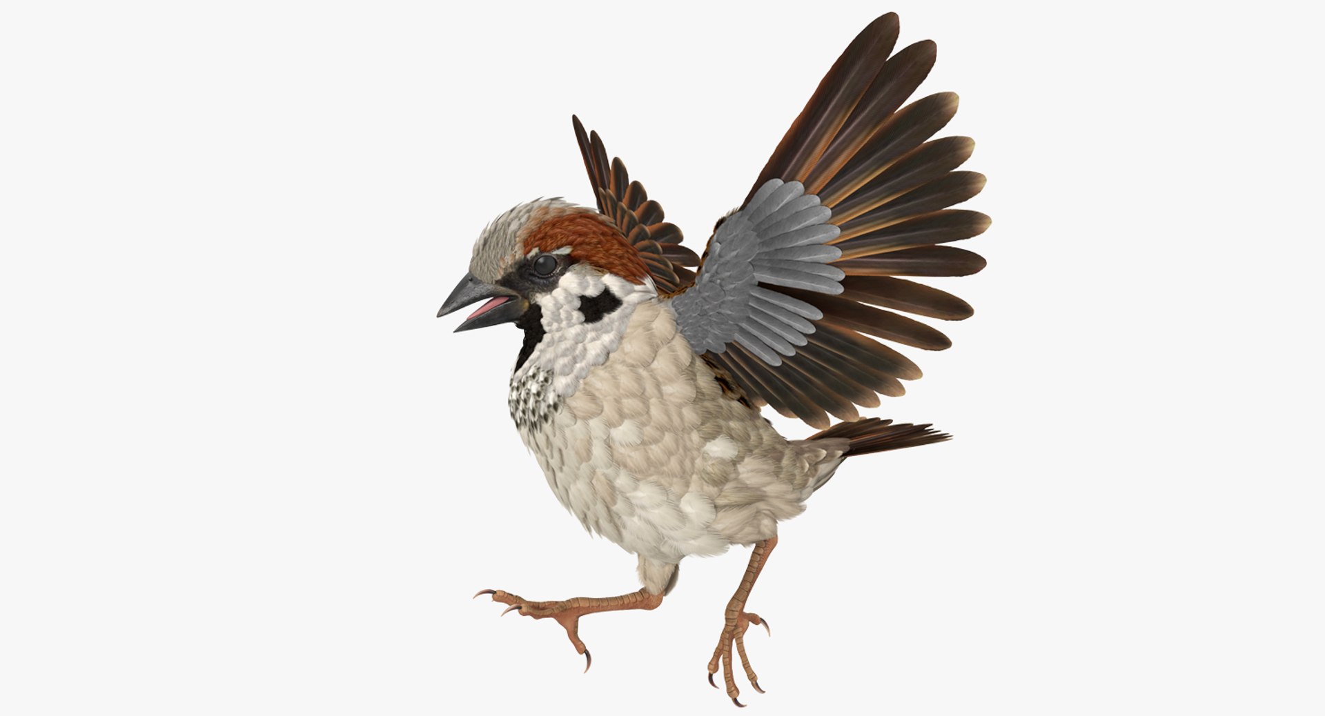 3D House Sparrow Rigged - TurboSquid 1383785