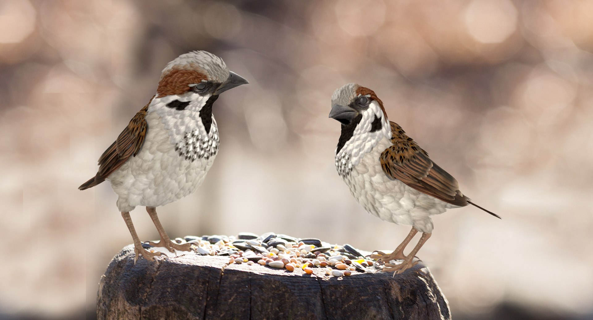 3D House Sparrow Rigged - TurboSquid 1383785