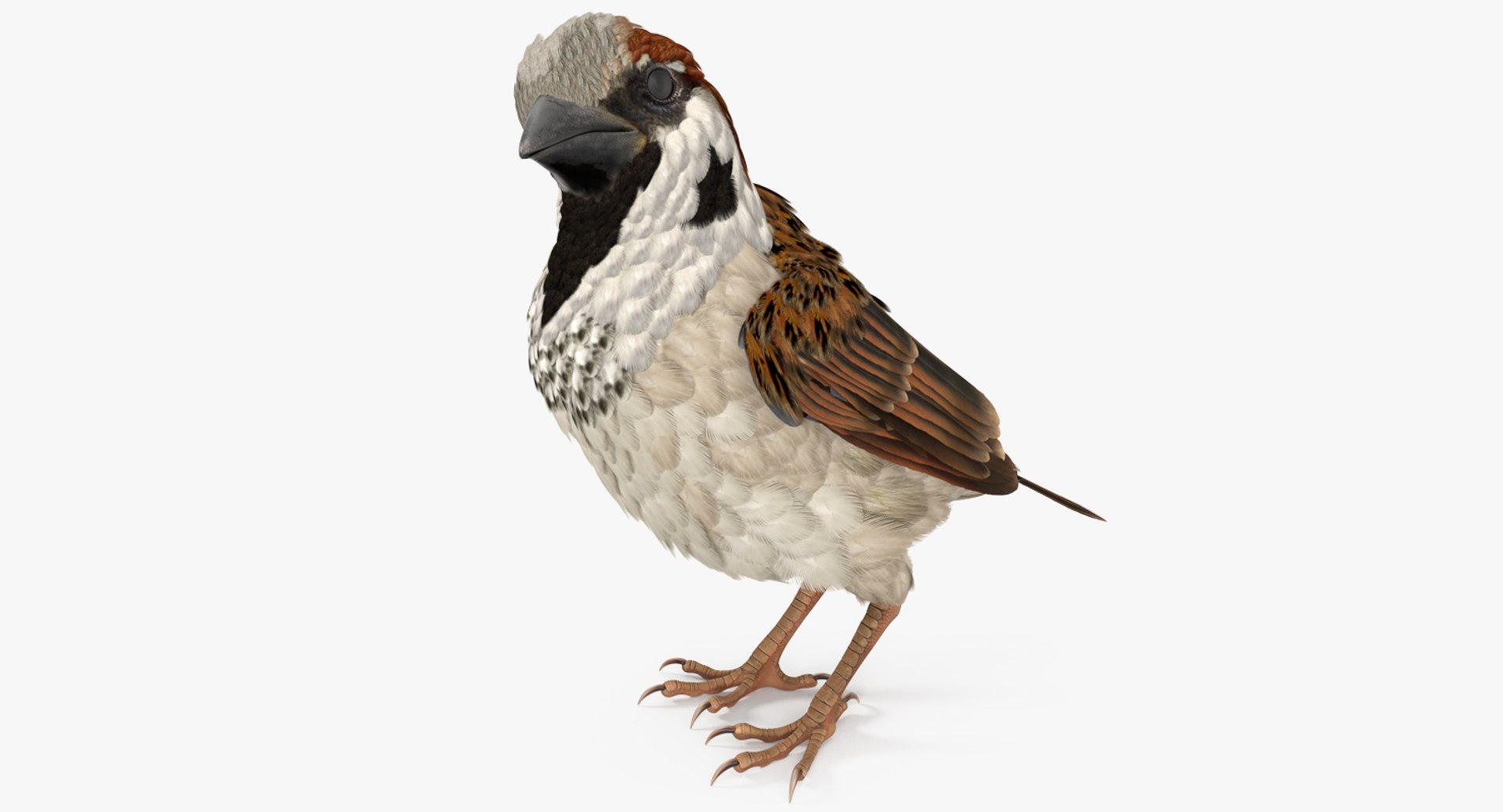 3D House Sparrow Rigged - TurboSquid 1383785