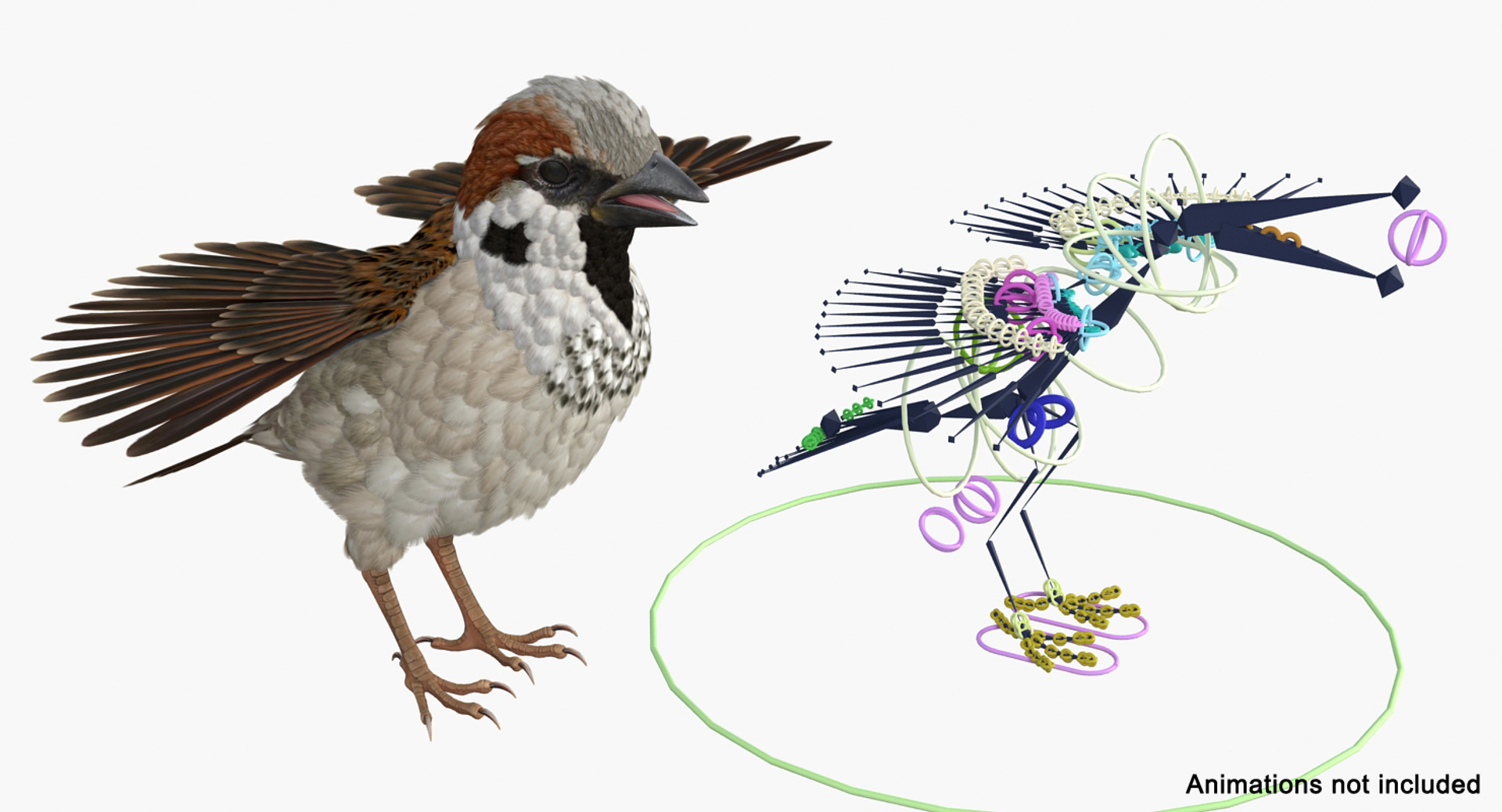 3D House Sparrow Rigged - TurboSquid 1383785