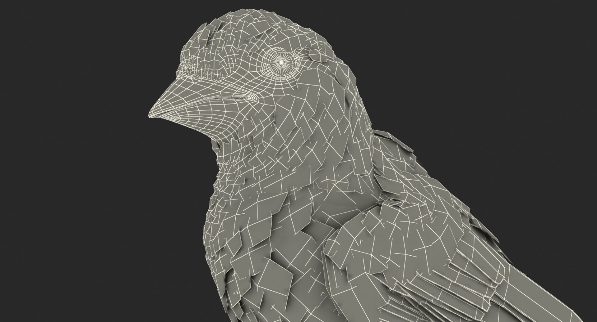 3D House Sparrow Rigged - TurboSquid 1383785