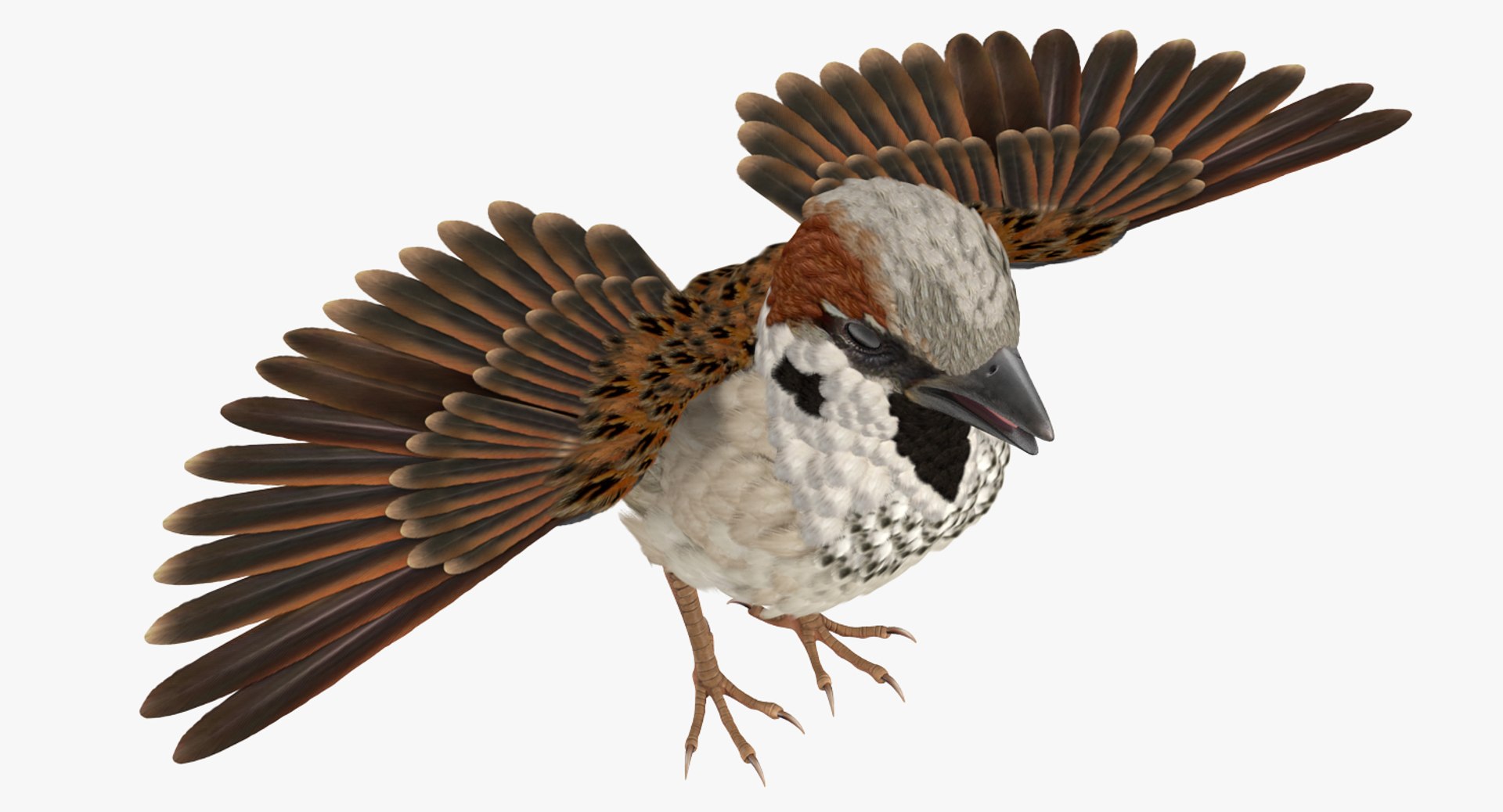 3D house sparrow rigged - TurboSquid 1383785